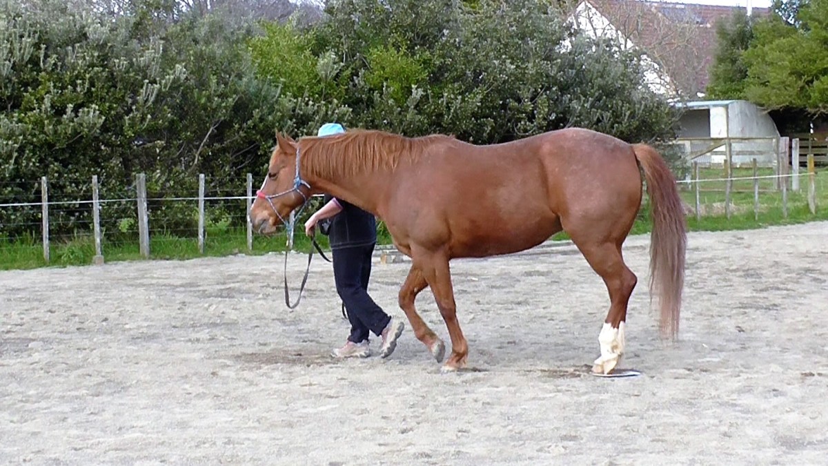 Smooth ‘Walk On’ and ‘Halt’ Transitions | herthamuddyhorse