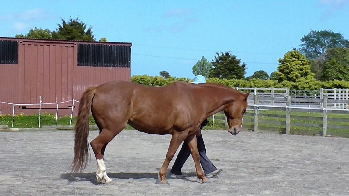 20 Steps Exercise | herthamuddyhorse