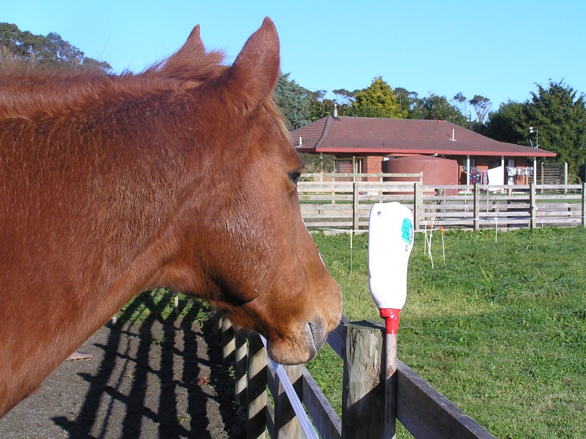Overview of Equine Clicker Training | herthamuddyhorse