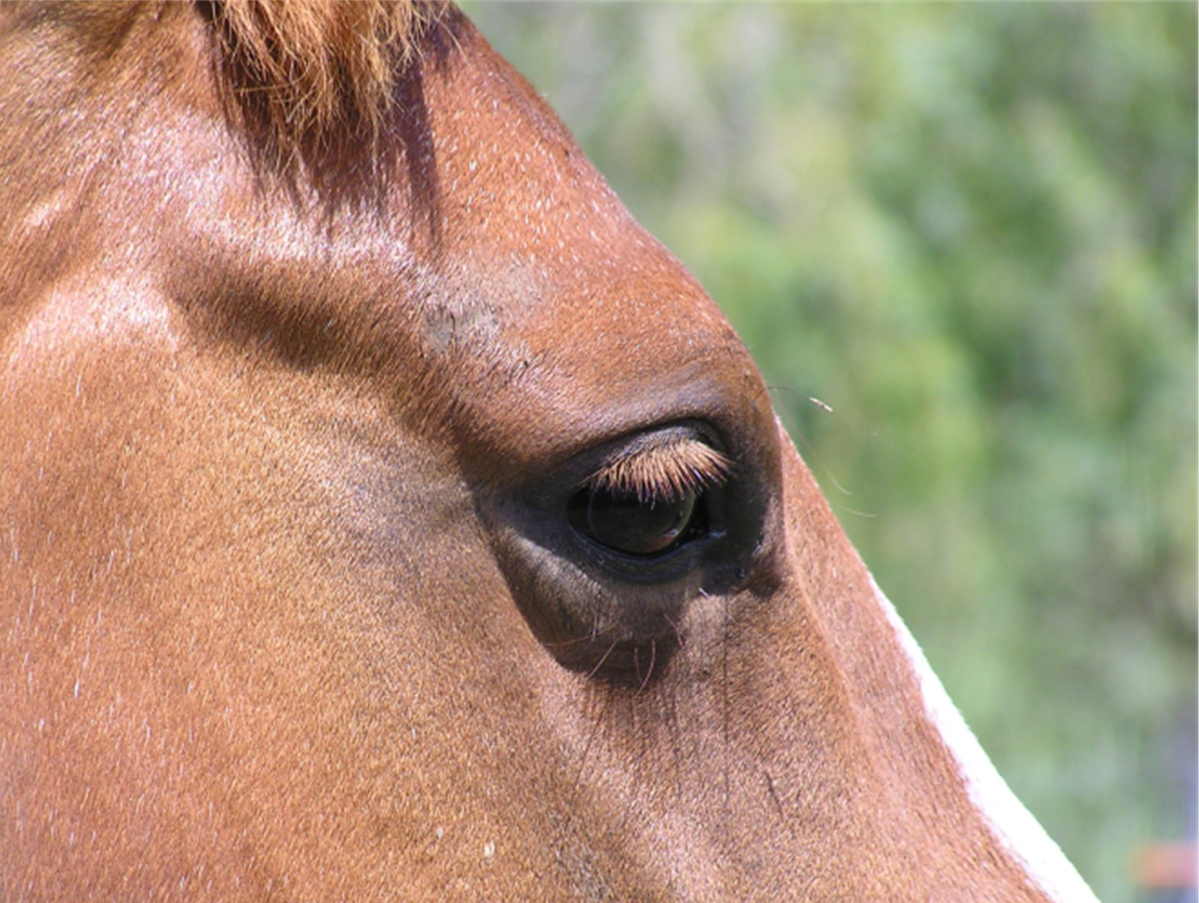 Horse Vision is Different from Human Vision | herthamuddyhorse